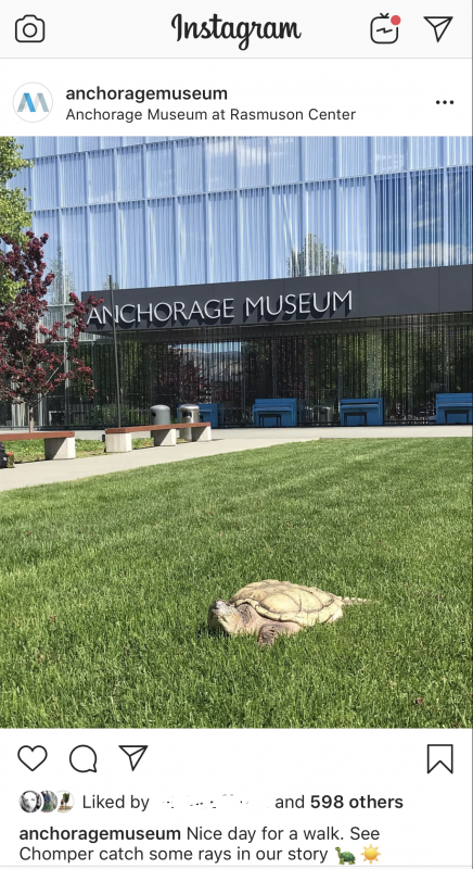 Turtle - The Alaska Landmine