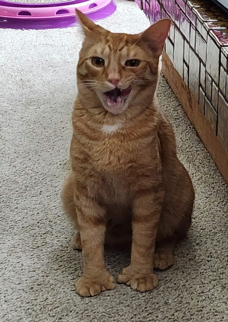 Ask a Cat: Party gone wrong, dating problems, and Downtown Anchorage ...